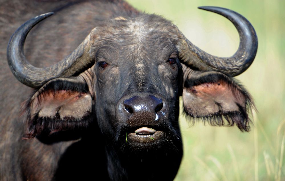 Portrait d'un Buffle male solitaire photo et image | animaux, animaux ...