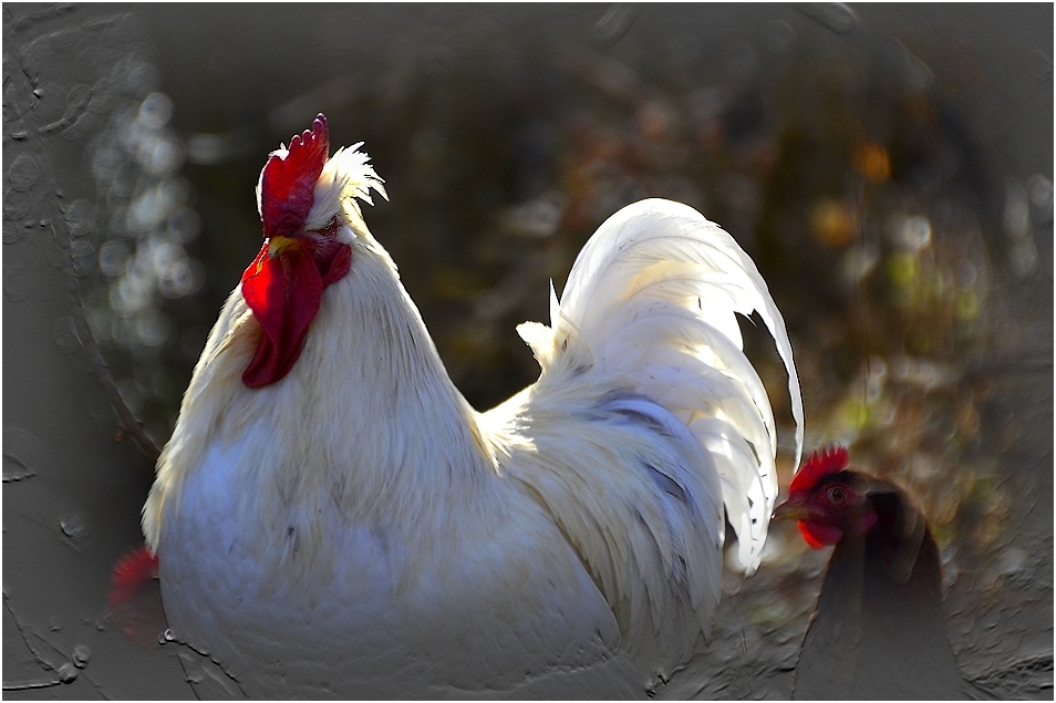 * portrait d'un coq * photo et image | nature, animaux, animaux ...
