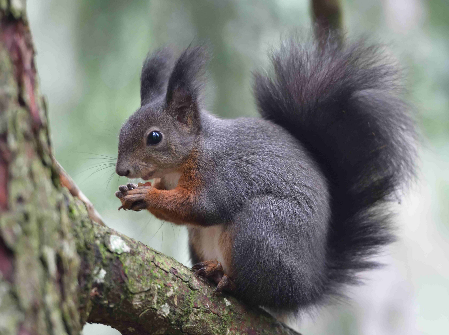 Portrait d'un écureuil ... photo et image | animaux, nature, montagne ...