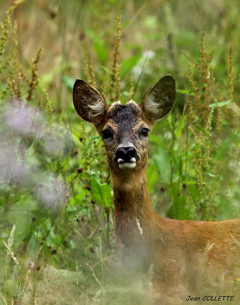 Portrait d'un jeune brocard (chevreuil mâle) photo et image | animaux ...