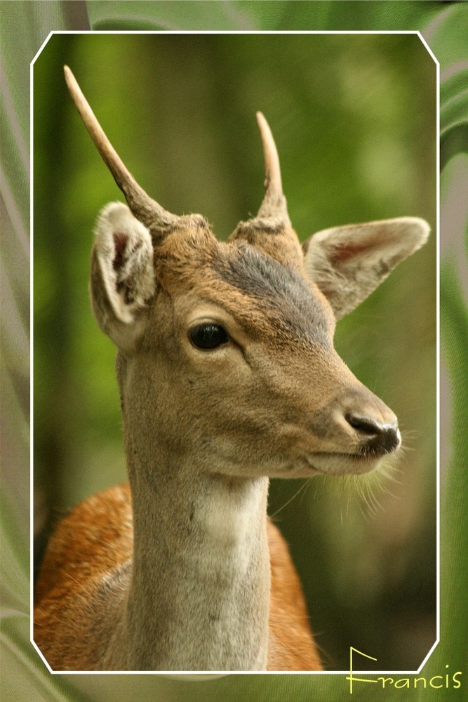 Portrait d'un jeune Daguet photo et image | animaux, animaux sauvages ...