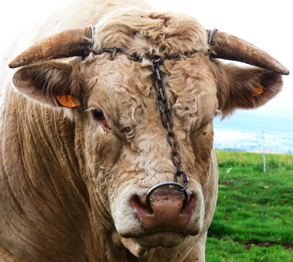 Portrait d'un taureau. photo et image | animaux, animaux domestiques ...