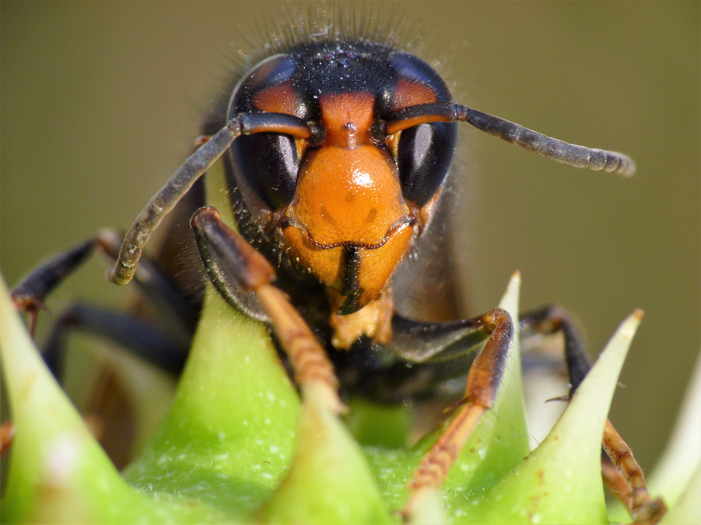 Portrait d'un tueur. photo et image | macro nature, macro insectes ...