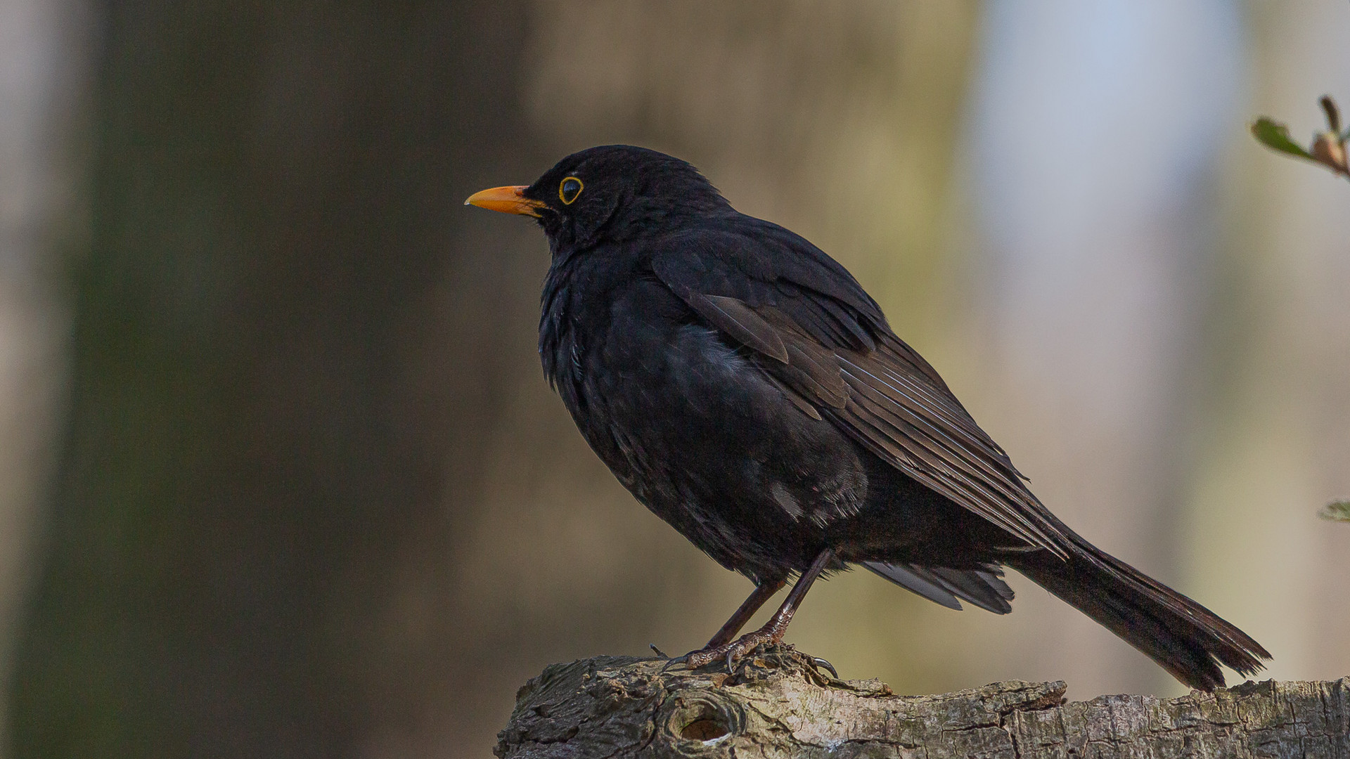 Portrait einer Amsel Foto & Bild | frühling, natur, tiere Bilder auf ...