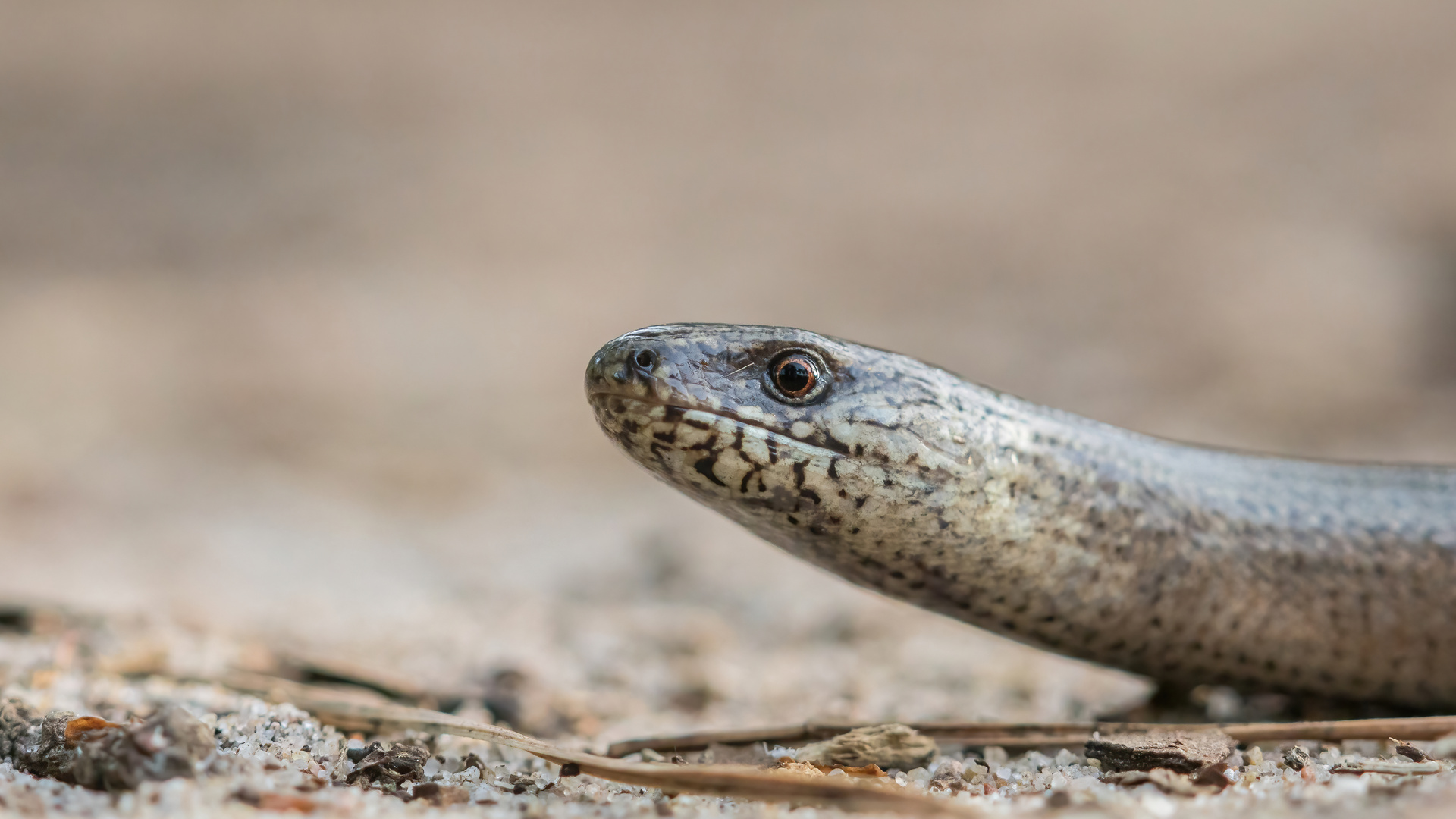 Portrait einer Blindschleiche Foto & Bild | tiere, wildlife, amphibien ...