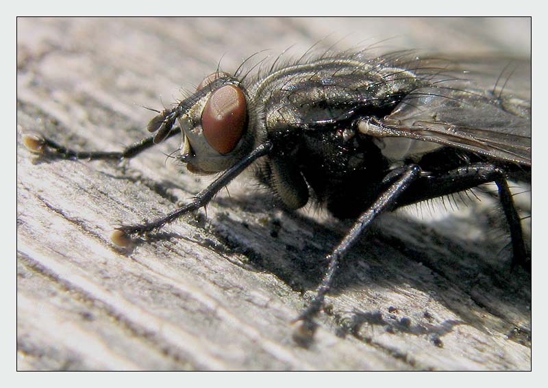 Portrait einer Fliege Foto & Bild | tiere, wildlife, insekten Bilder ...