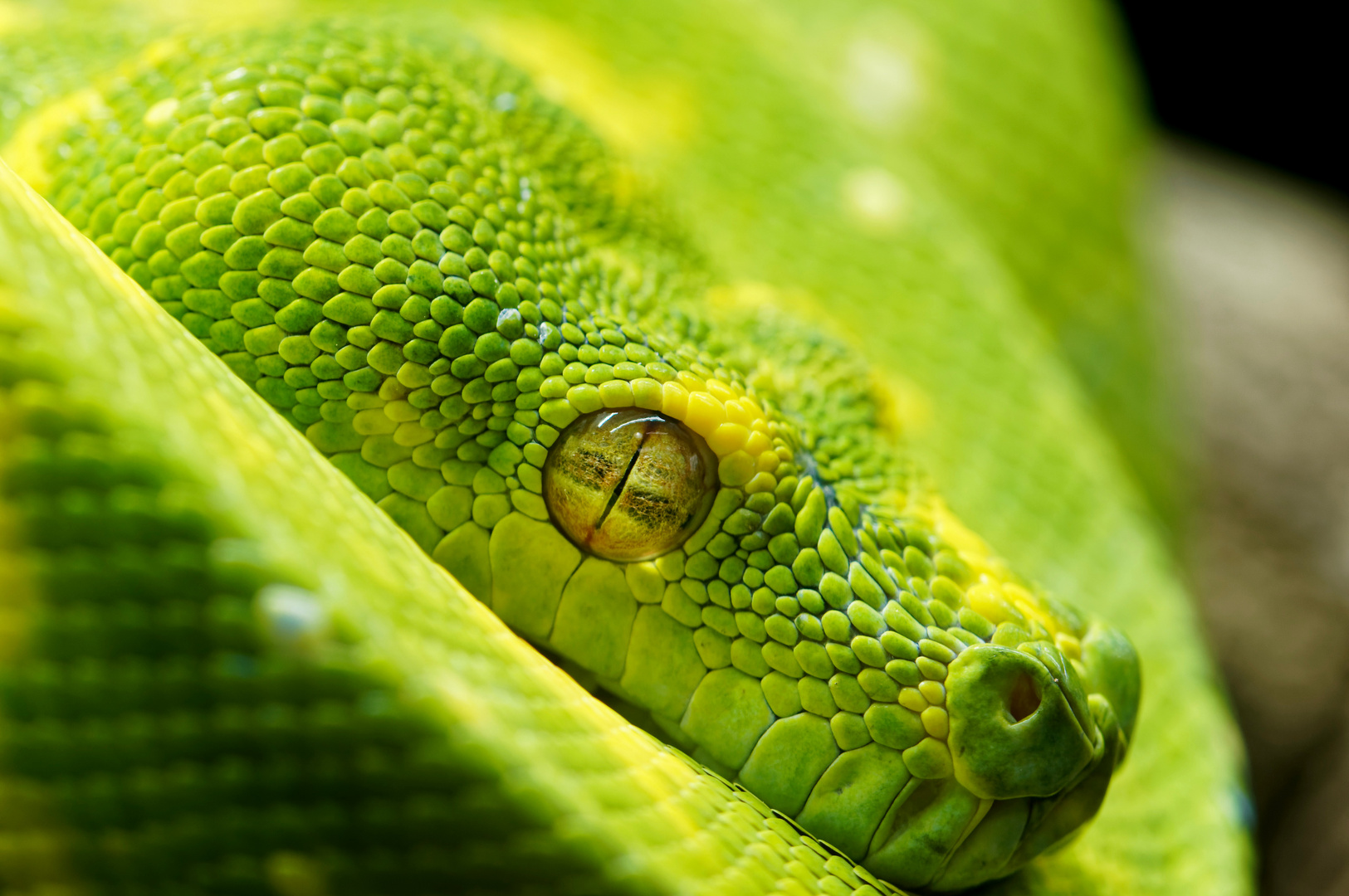 Portrait einer Grünen Baumpython Foto & Bild | natur, zoo, tiere Bilder ...