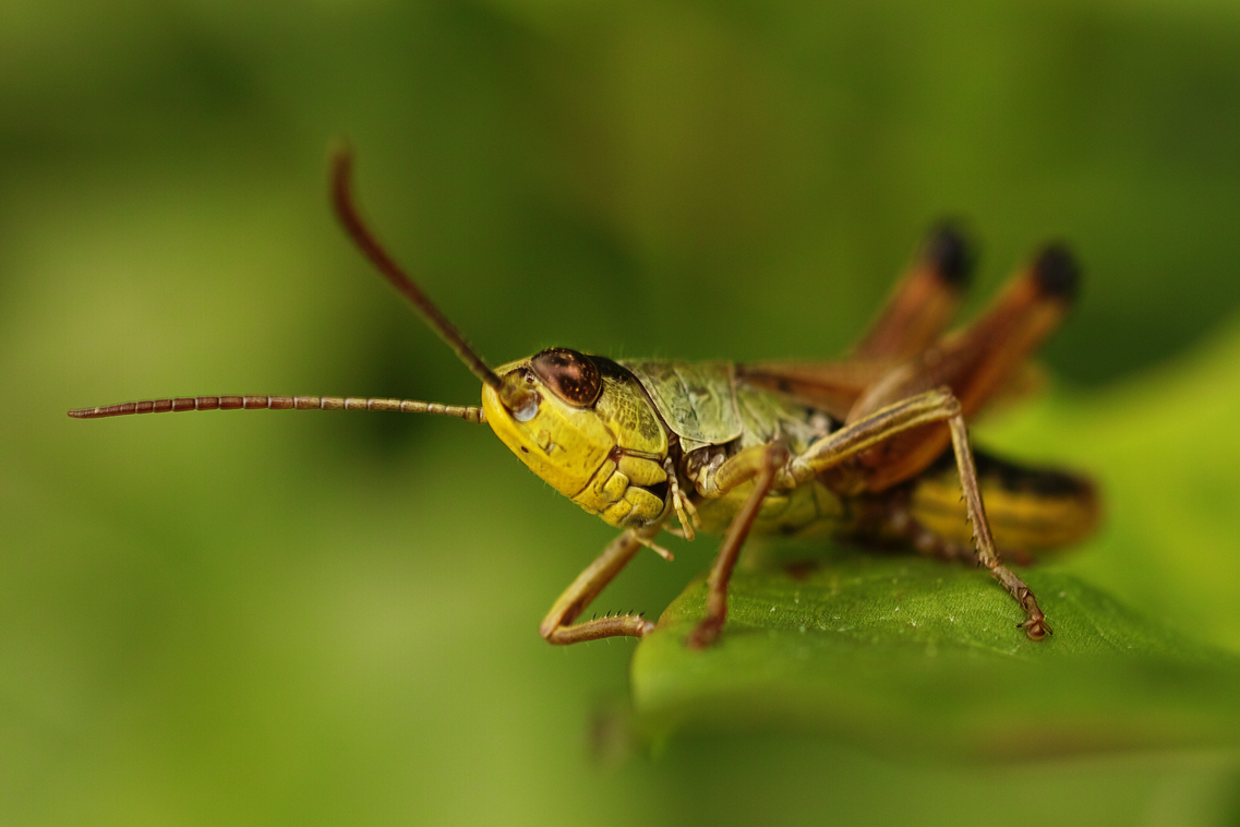 Portrait einer Heuschrecke Foto & Bild | tiere, wildlife, insekten ...