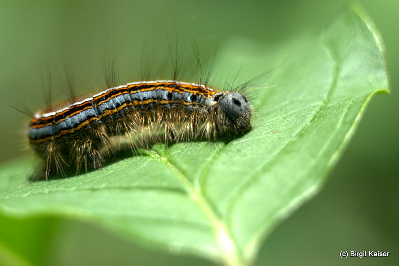 Portrait einer Raupe Foto & Bild | tiere, tierdetails, natur Bilder auf ...