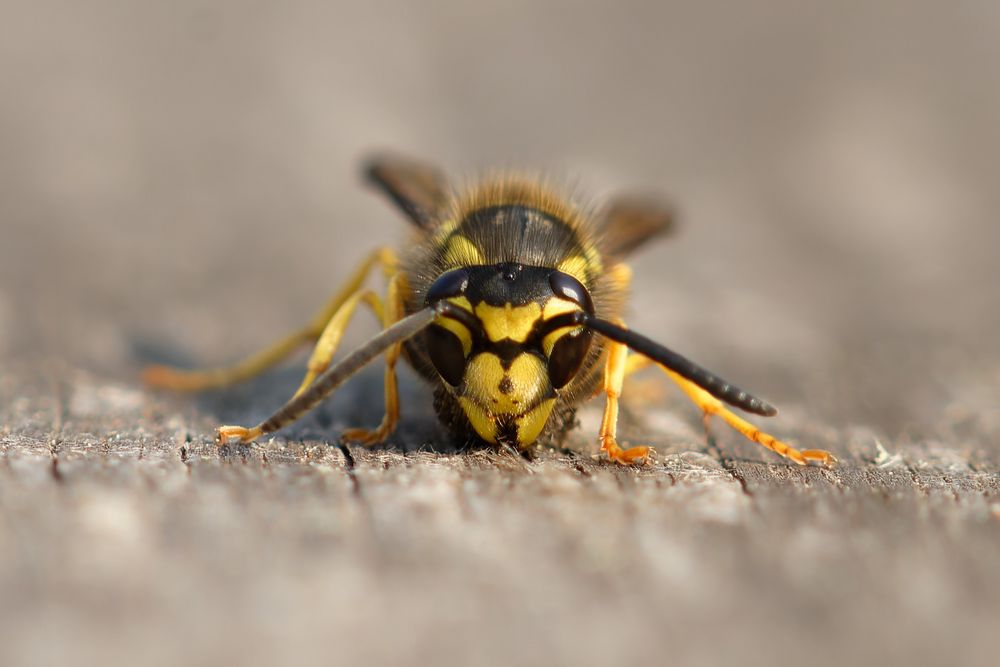Portrait einer Wespe Foto & Bild | tiere, tierdetails, natur Bilder auf ...
