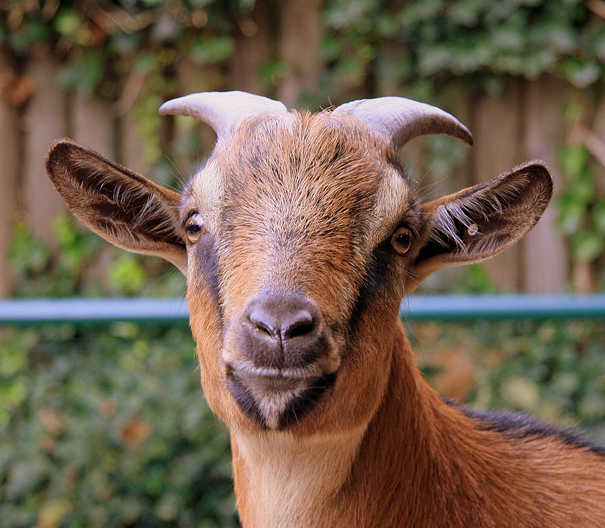 Portrait einer Ziege Foto & Bild | tiere, haustiere, sonstige Bilder ...