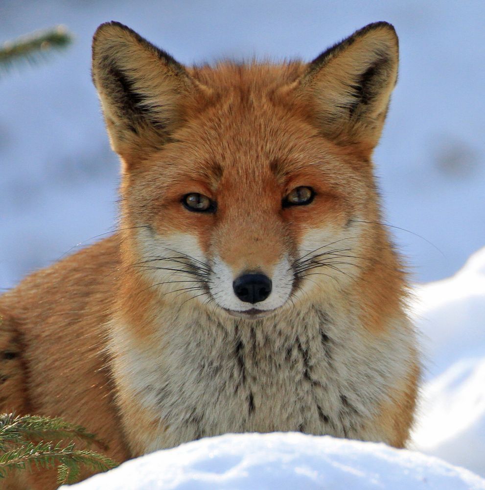 Portrait eines Fuchses Foto & Bild | tiere, tierdetails, natur Bilder ...