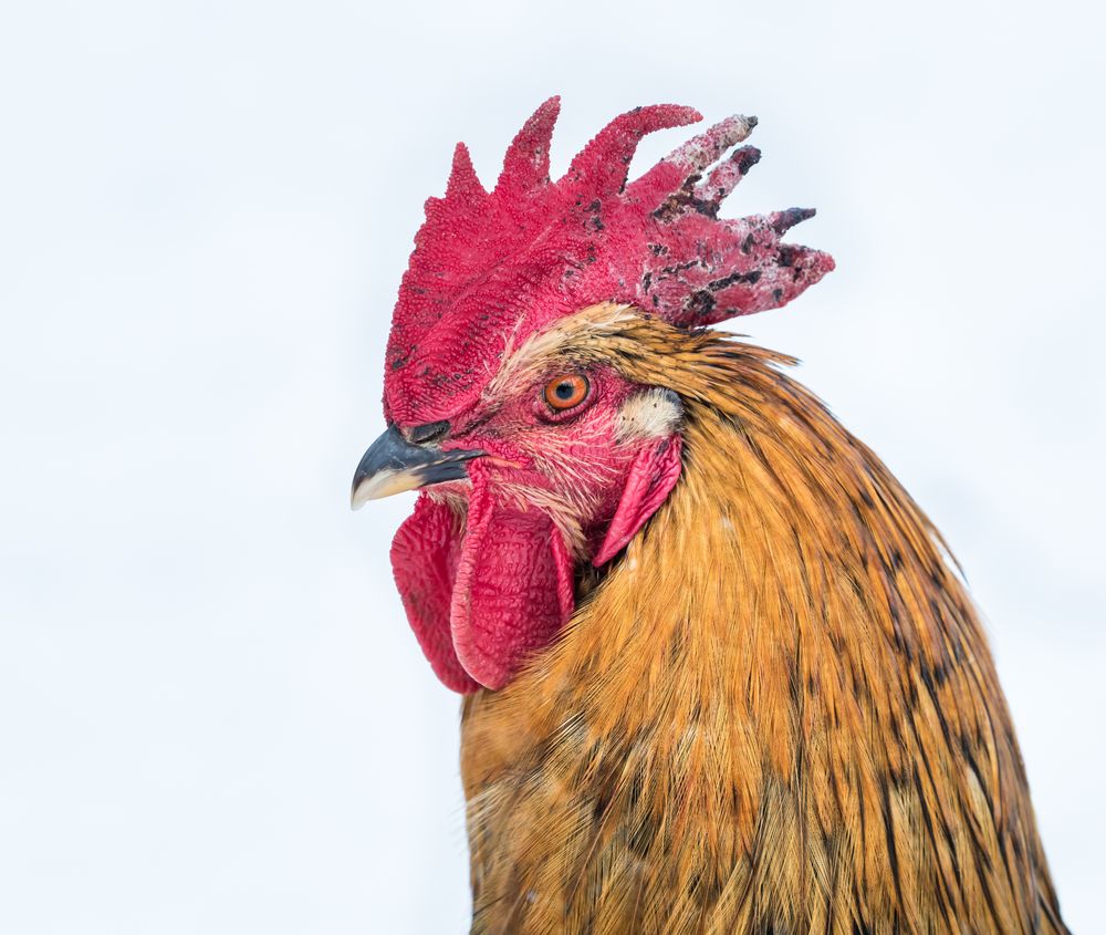 Portrait eines Hahns Foto & Bild | tiere, techniken, aufnahme-techniken ...