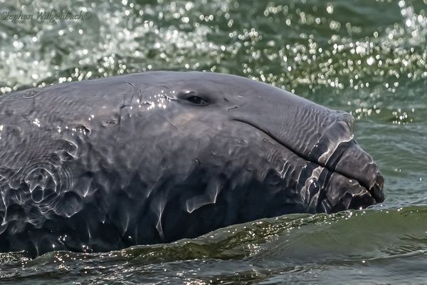 Meeressäuger Bilder & Fotos