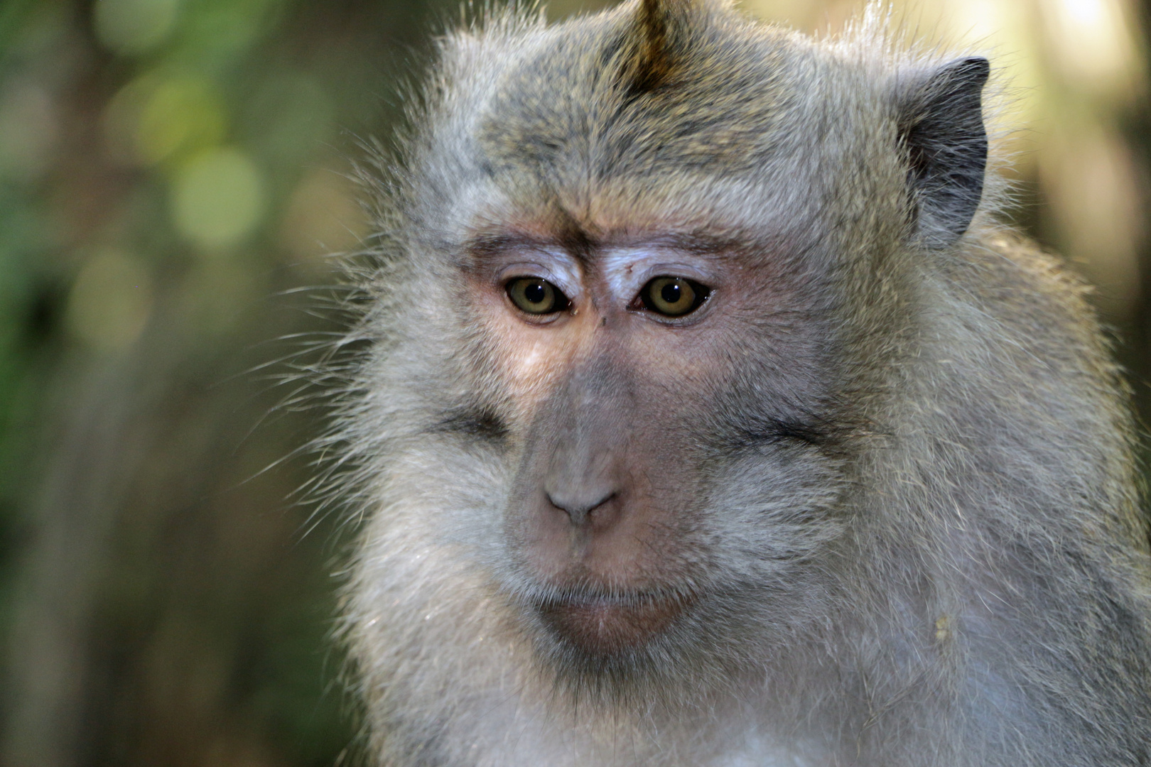 Portrait eines Javaneraffen Foto & Bild | tiere, wildlife, säugetiere ...