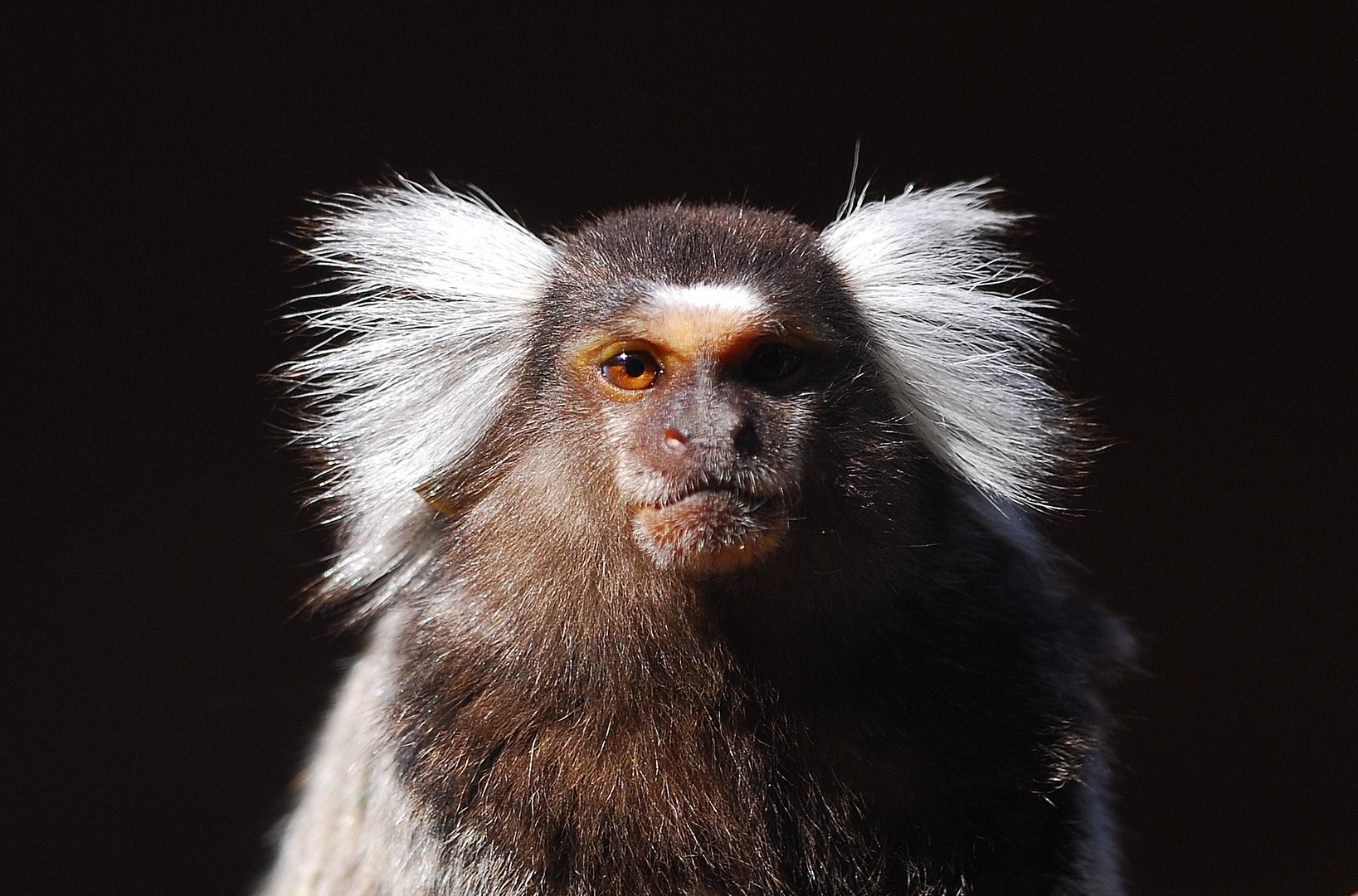 Portrait eines kleinen Affen Foto & Bild | tiere, zoo, wildpark ...