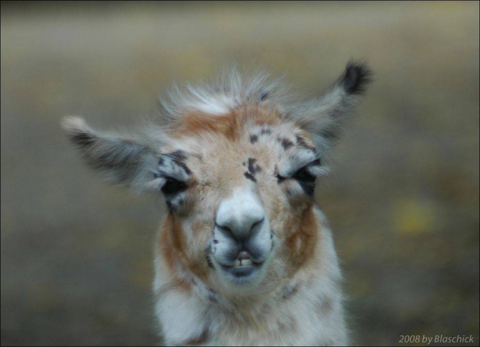 Portrait eines Lama - Baby Foto & Bild | tiere, zoo, wildpark ...