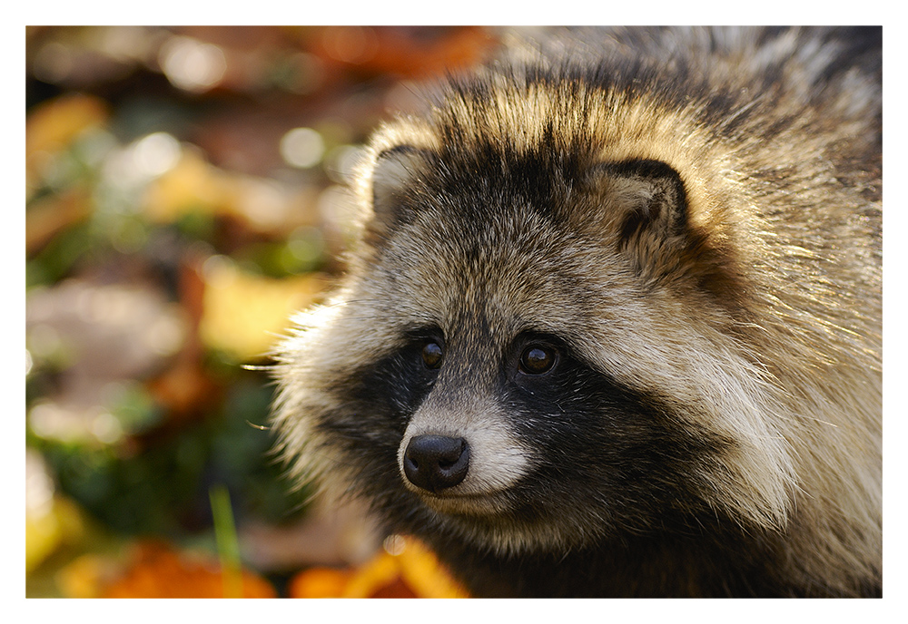 Portrait eines Marderhundes Foto & Bild | tiere, zoo, wildpark ...