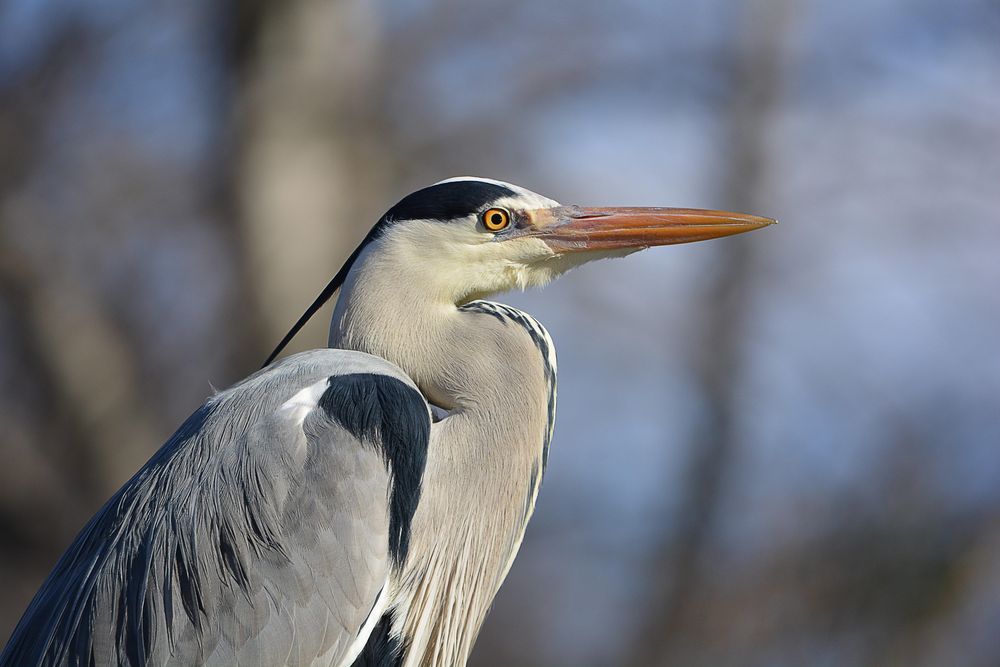 Portrait eines Reiher Foto & Bild | tiere, wildlife, wild lebende vögel ...