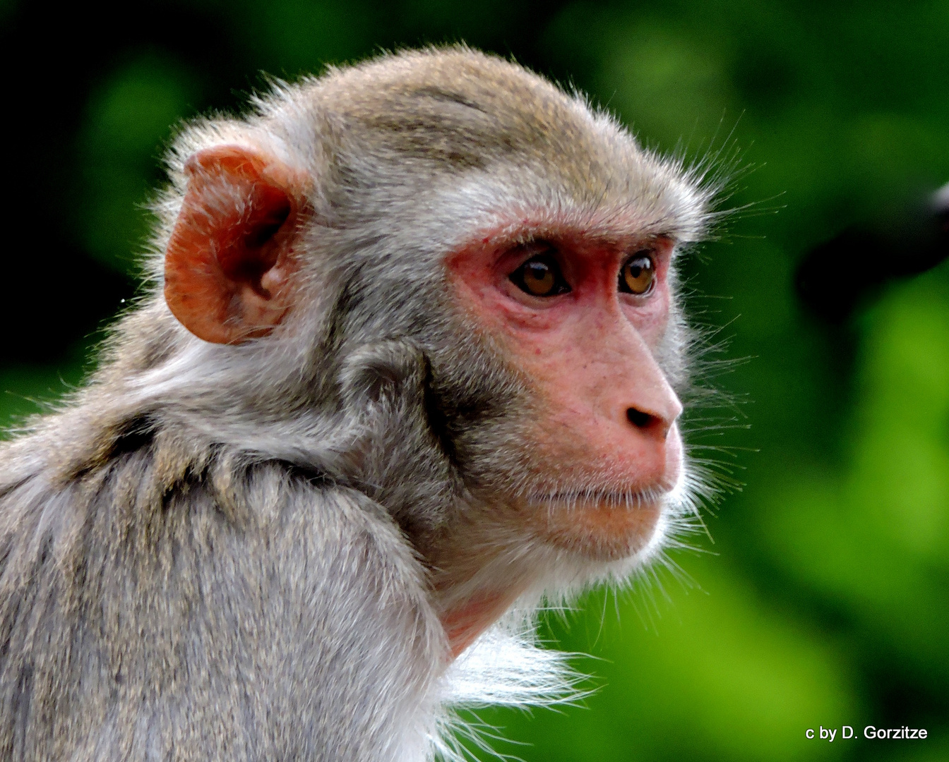 Portrait eines Rhesusaffen ! Foto & Bild | tiere, zoo, wildpark ...