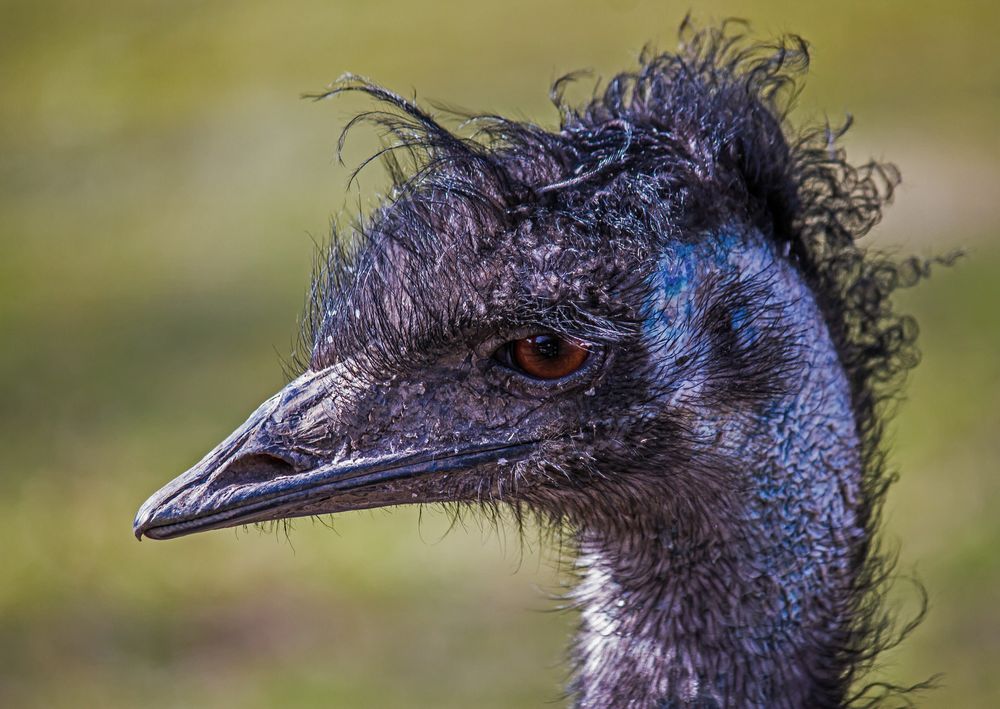 Portrait Emu Foto & Bild | tiere, zoo, wildpark & falknerei, vögel ...