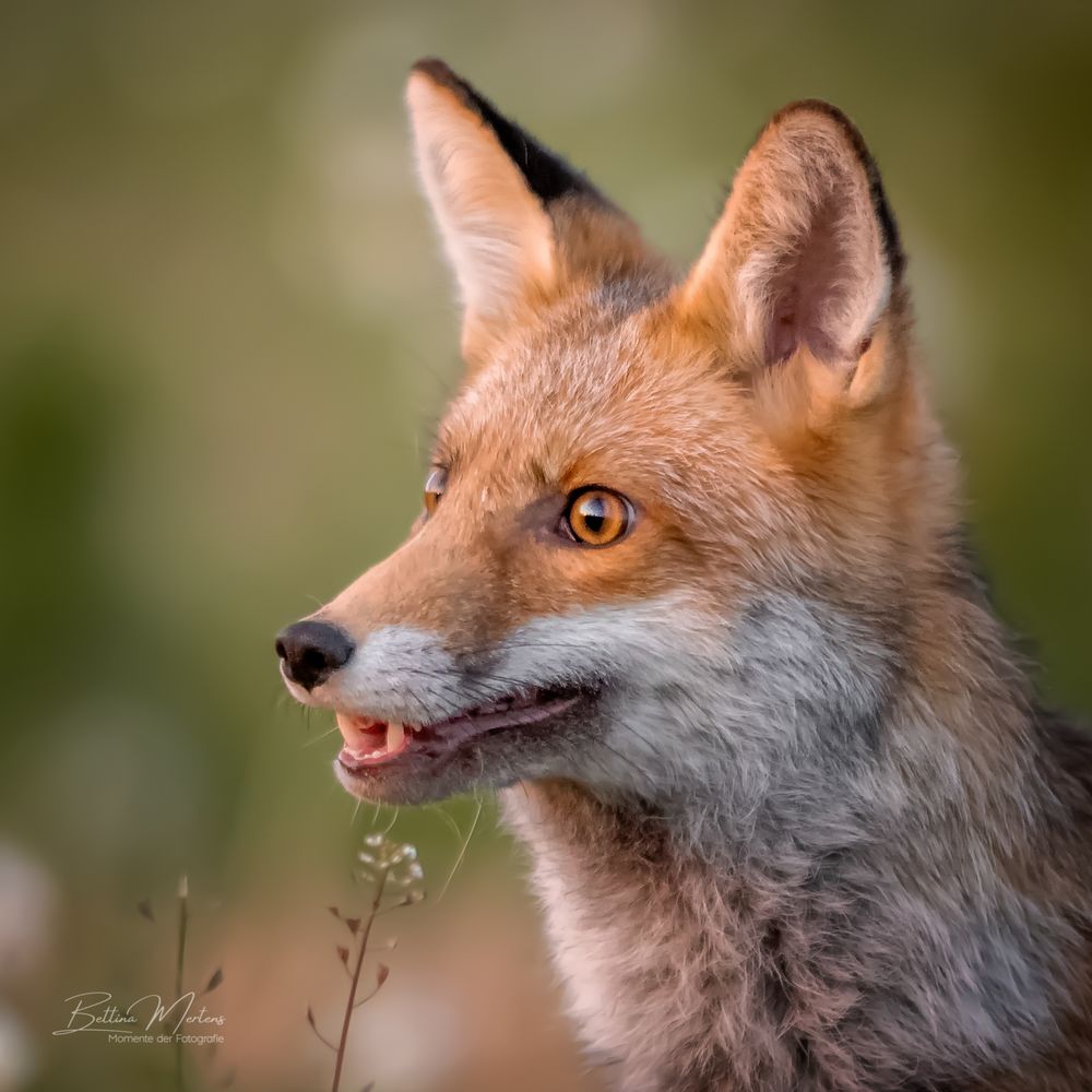 Portrait Fuchs Foto & Bild | tiere, fotos, wald Bilder auf fotocommunity