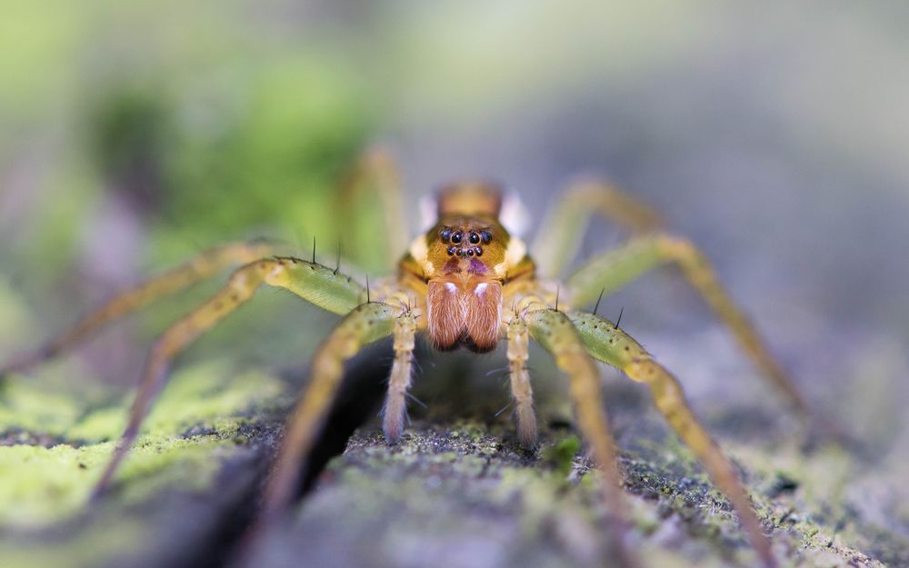 Portrait gerandete Jagdspinne Foto & Bild | tiere, wildlife, spinnen ...