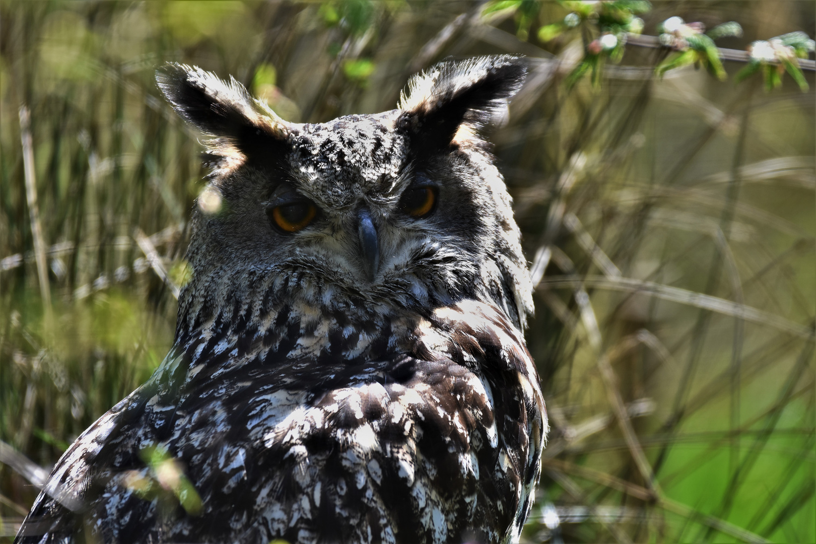 Portrait Hibou photo et image | fotos, france, nature Images fotocommunity