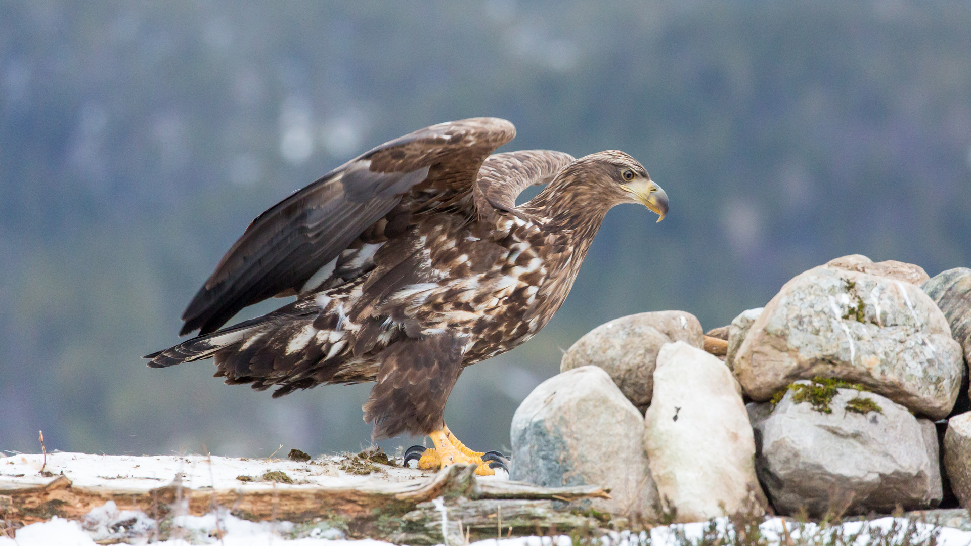 Portrait junger Seeadler Foto & Bild | tiere, wildlife, wild lebende ...