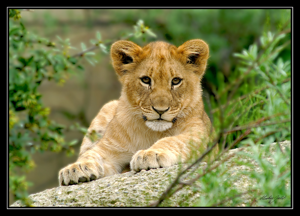 Portrait mit Knuddel-Faktor Foto & Bild | tiere, tierkinder ...