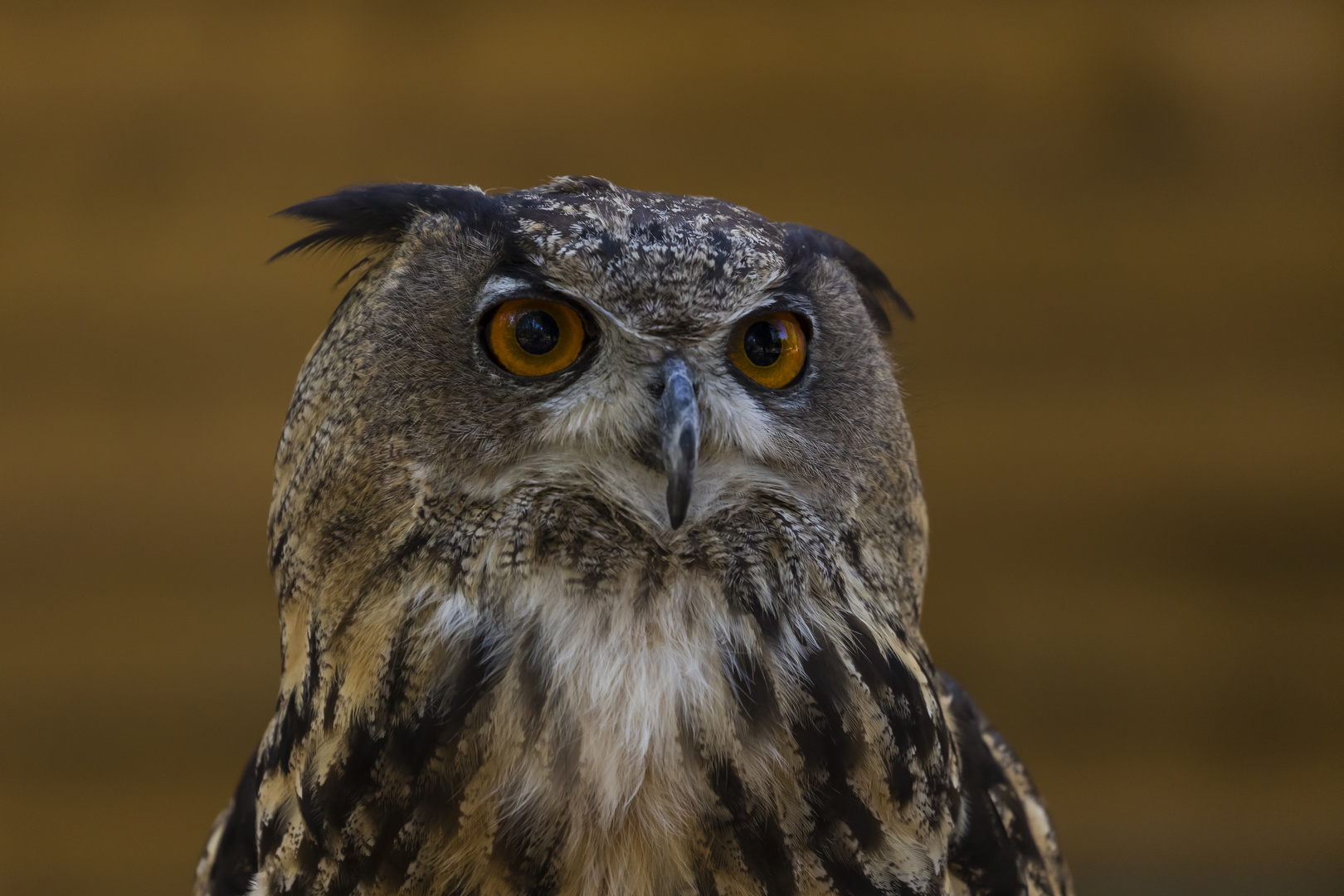 Portrait Uhu (Eule) Foto & Bild | tiere, zoo, wildpark & falknerei ...