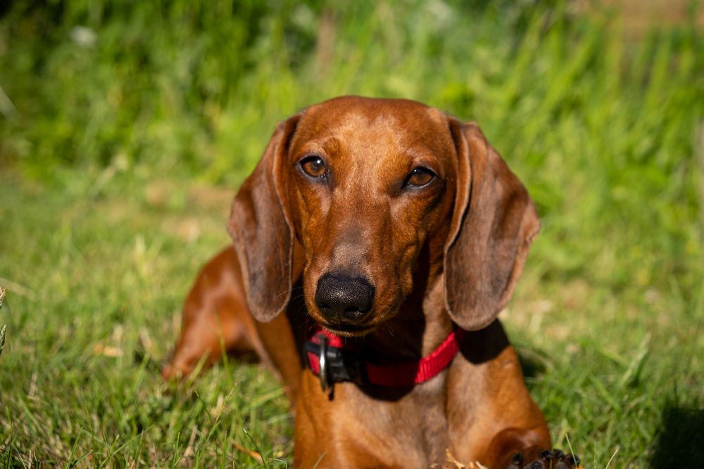 Portrait vom Dackel Foto & Bild | tiere, haustiere, hunde Bilder auf ...