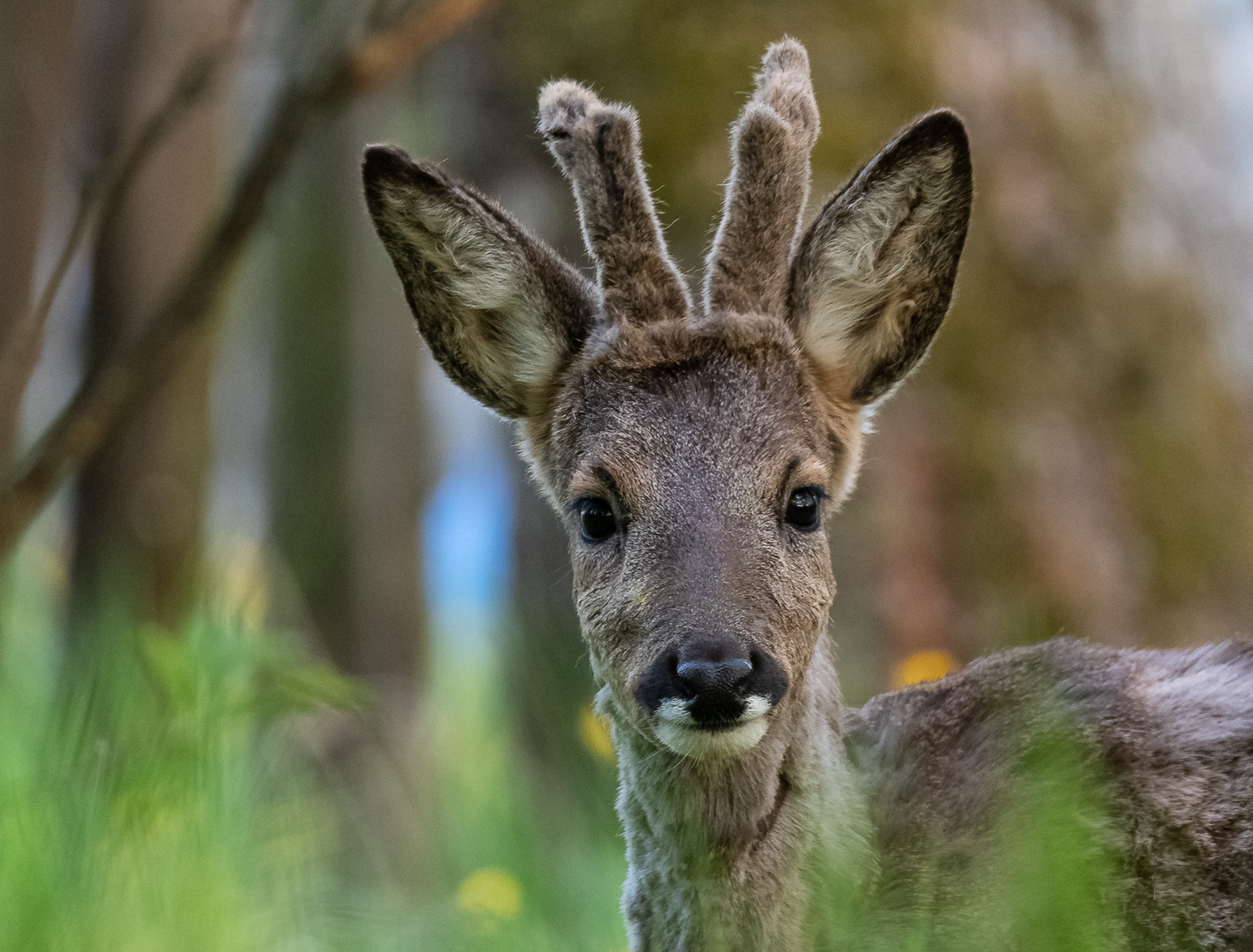 Portrait vom Rehbock mit Bastgeweih Foto & Bild | tiere, wildlife ...