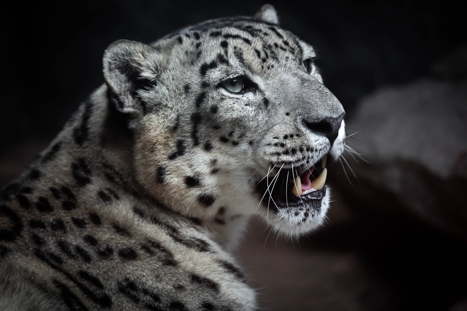 Portrait vom Schneeleopard Foto & Bild | tiere, zoo, wildpark ...