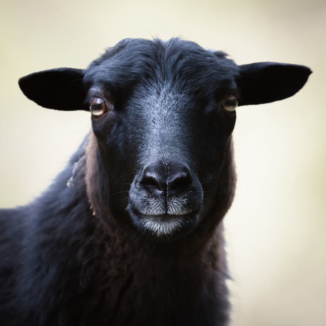 Portrait Vom Schwarzen Schaf Foto And Bild Nikon Outdoor Schaf Bilder Auf Fotocommunity