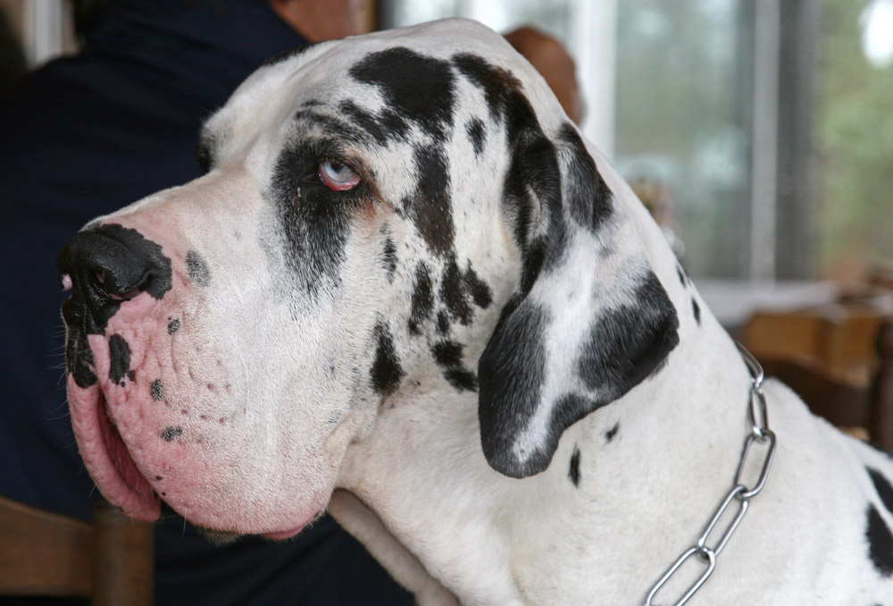 PORTRAIT:DEUTSCHE DOGGE Foto & Bild | tiere, haustiere, hunde Bilder ...