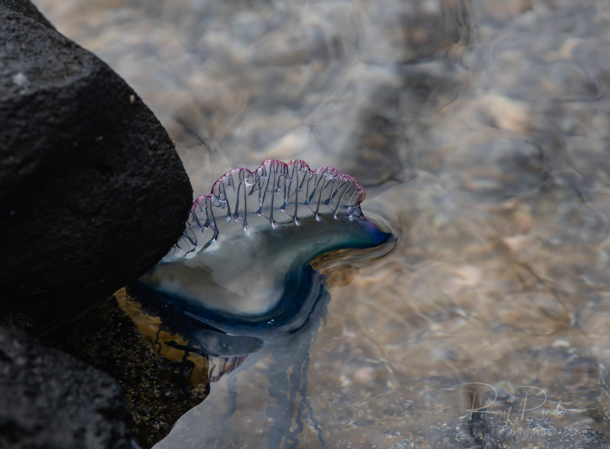 Portugieser Galeere Foto & Bild | tiere, wildlife, amphibien ...