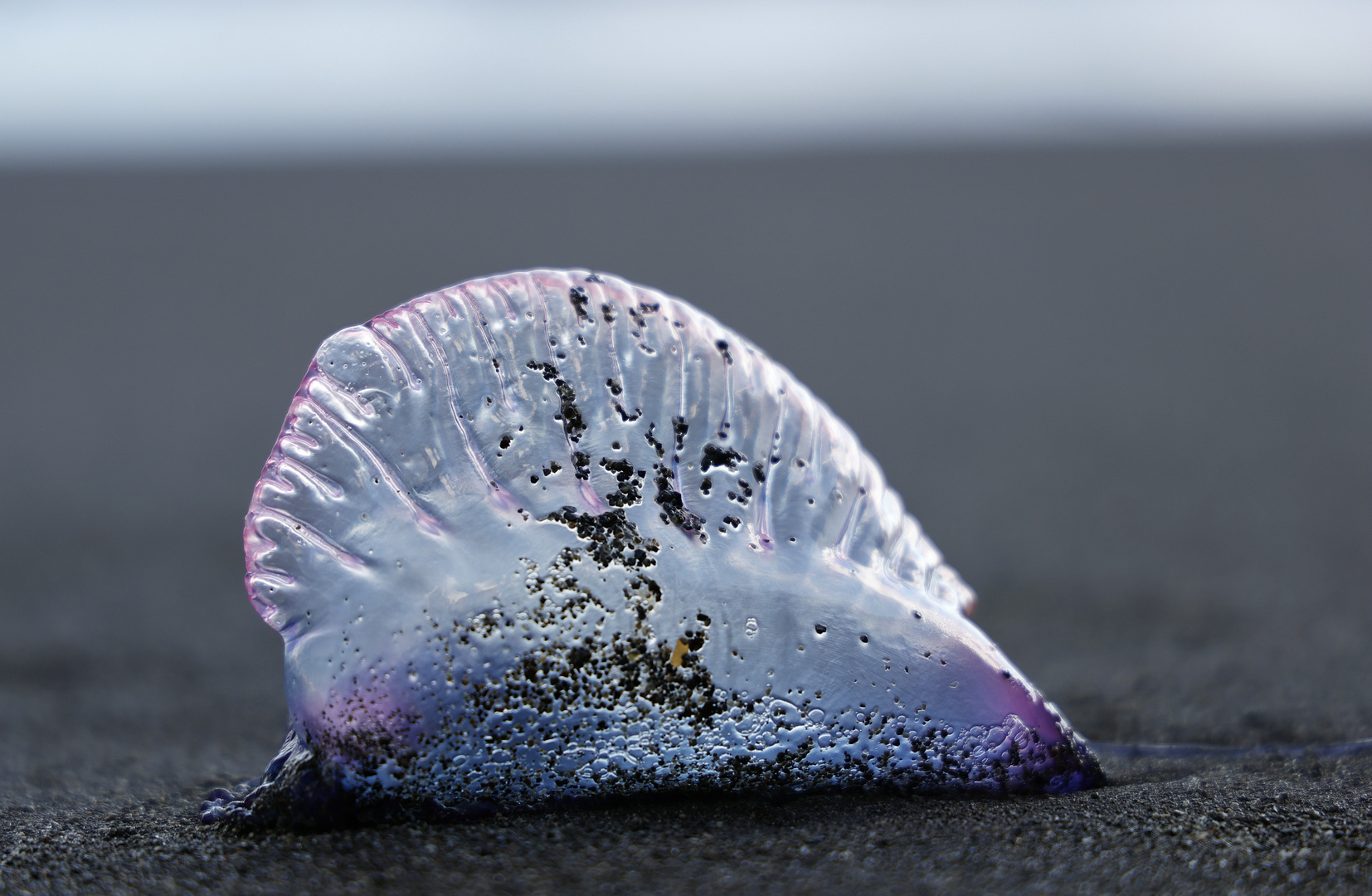 Portugiesische Galeere Foto & Bild | meer, natur, strand Bilder auf ...