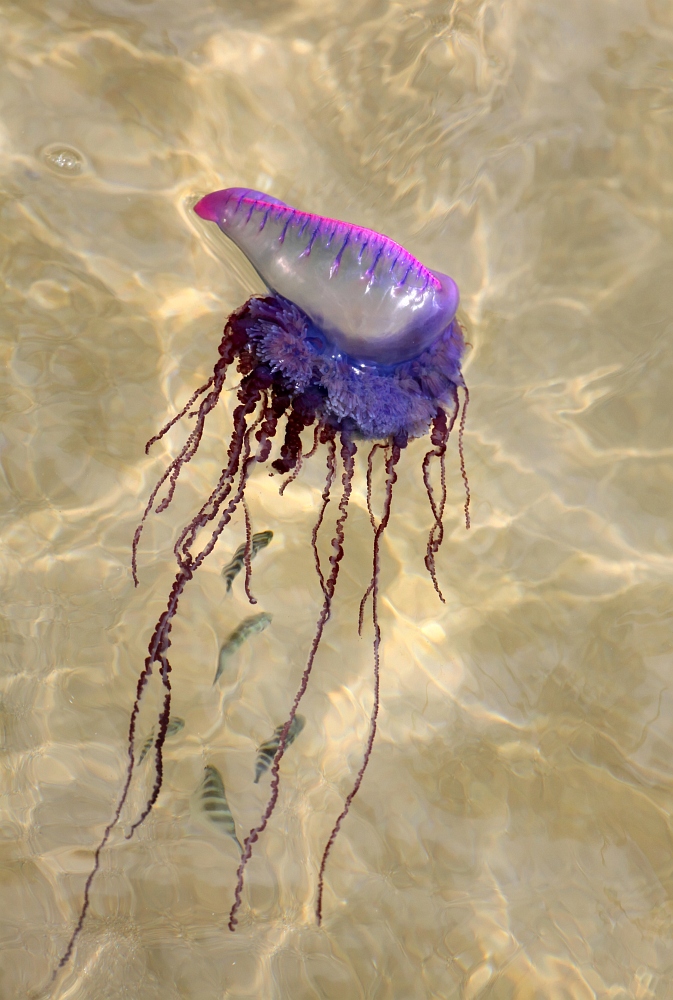 Portugiesische Galeere Foto & Bild | tiere, wildlife, quallen, anemonen ...