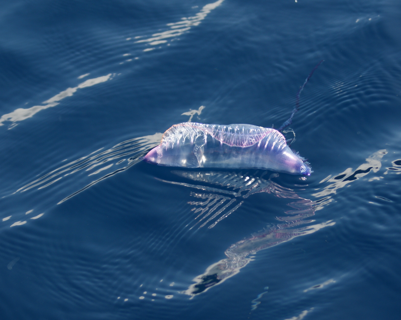 Portugiesische Galeere Foto & Bild | tiere, natur, urlaub Bilder auf ...