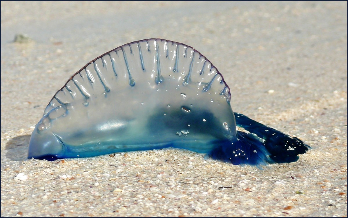 Portugiesische Galeere Foto & Bild | tiere, wildlife, quallen, anemonen ...