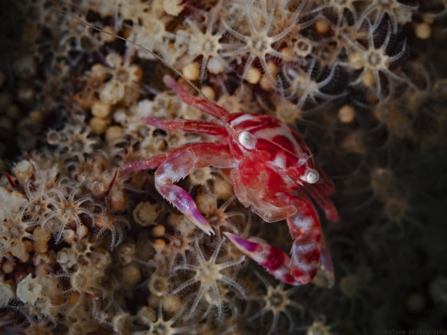 Porzellan-Krabbe Foto & Bild | natur, olympus, tiere Bilder auf ...