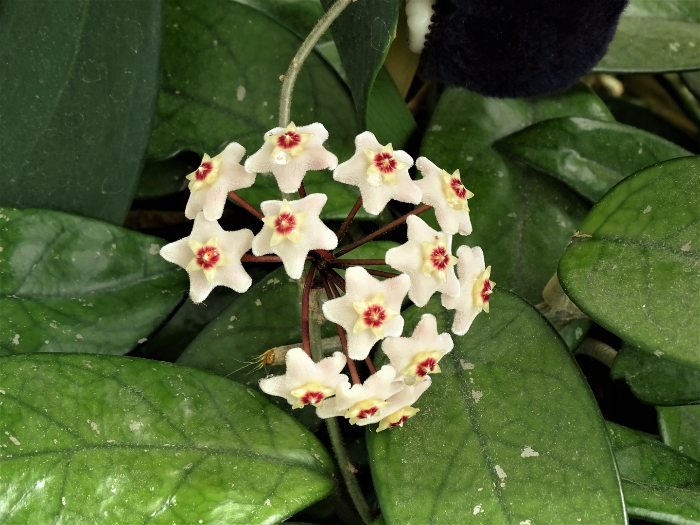 Porzellanblume (Hoya carnosa) Foto & Bild | natur Bilder auf fotocommunity