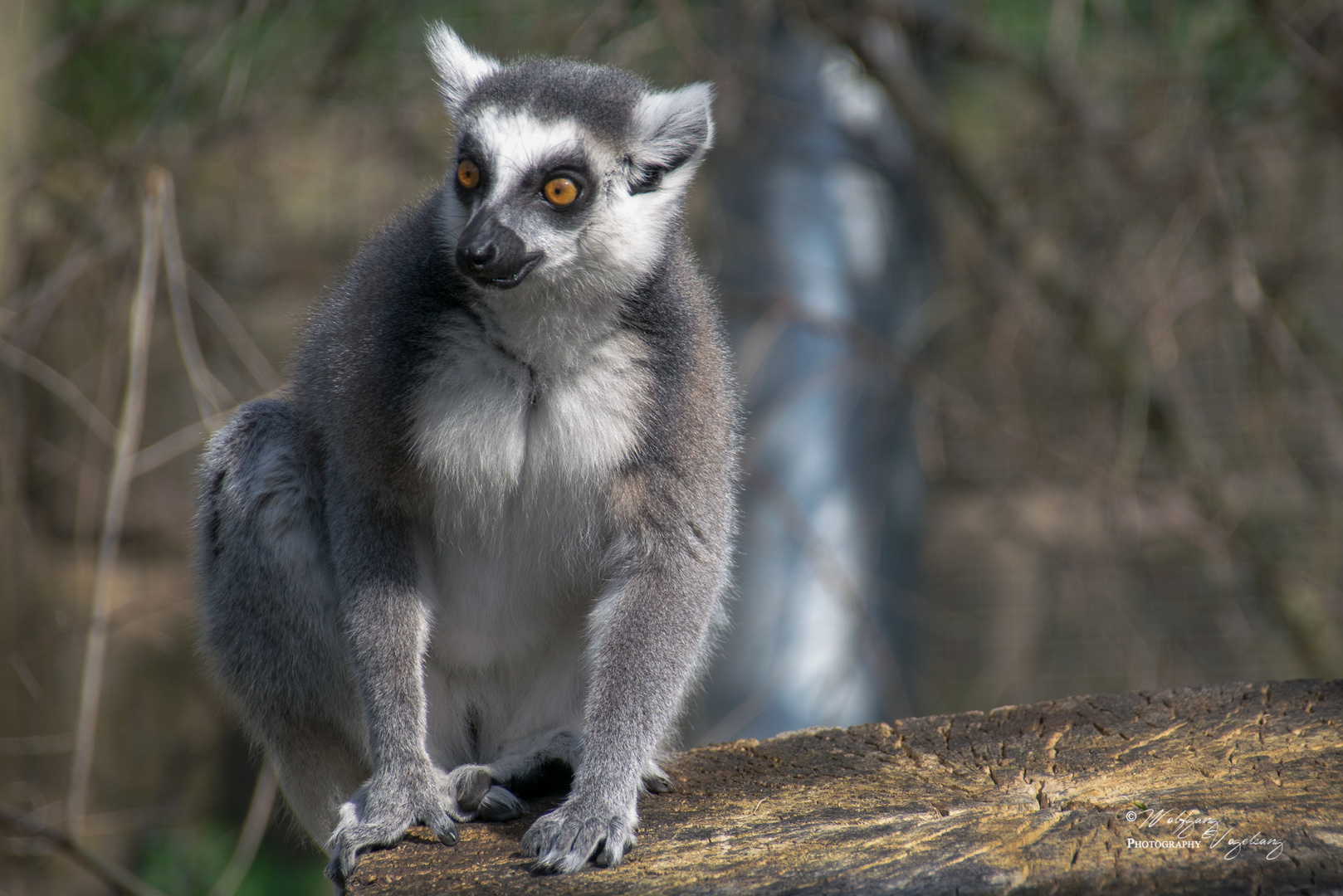 Posierlicher Katta Foto & Bild | deutschland, europe, thüringen Bilder ...