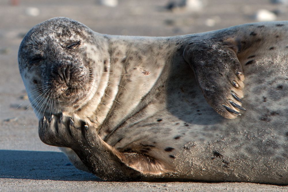 Posing Robbe Foto & Bild | tiere, wildlife, säugetiere Bilder auf ...