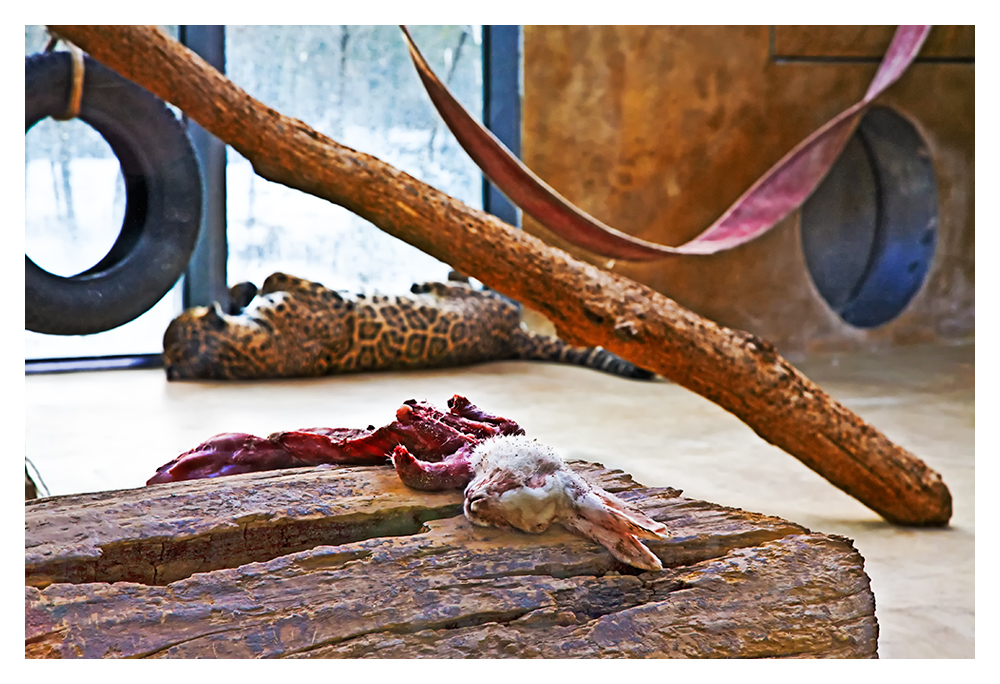 post coitum omne animal triste est Foto & Bild | tiere, natur Bilder ...