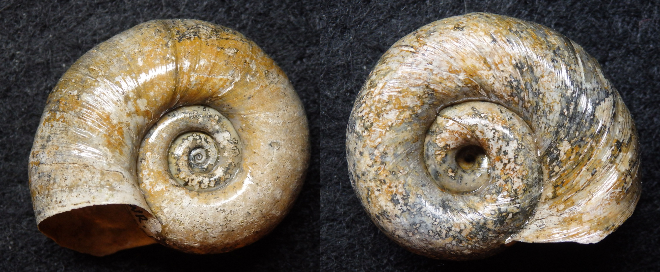 Posthornschnecke Planorbis corneus Foto & Bild | tiere, wildlife ...