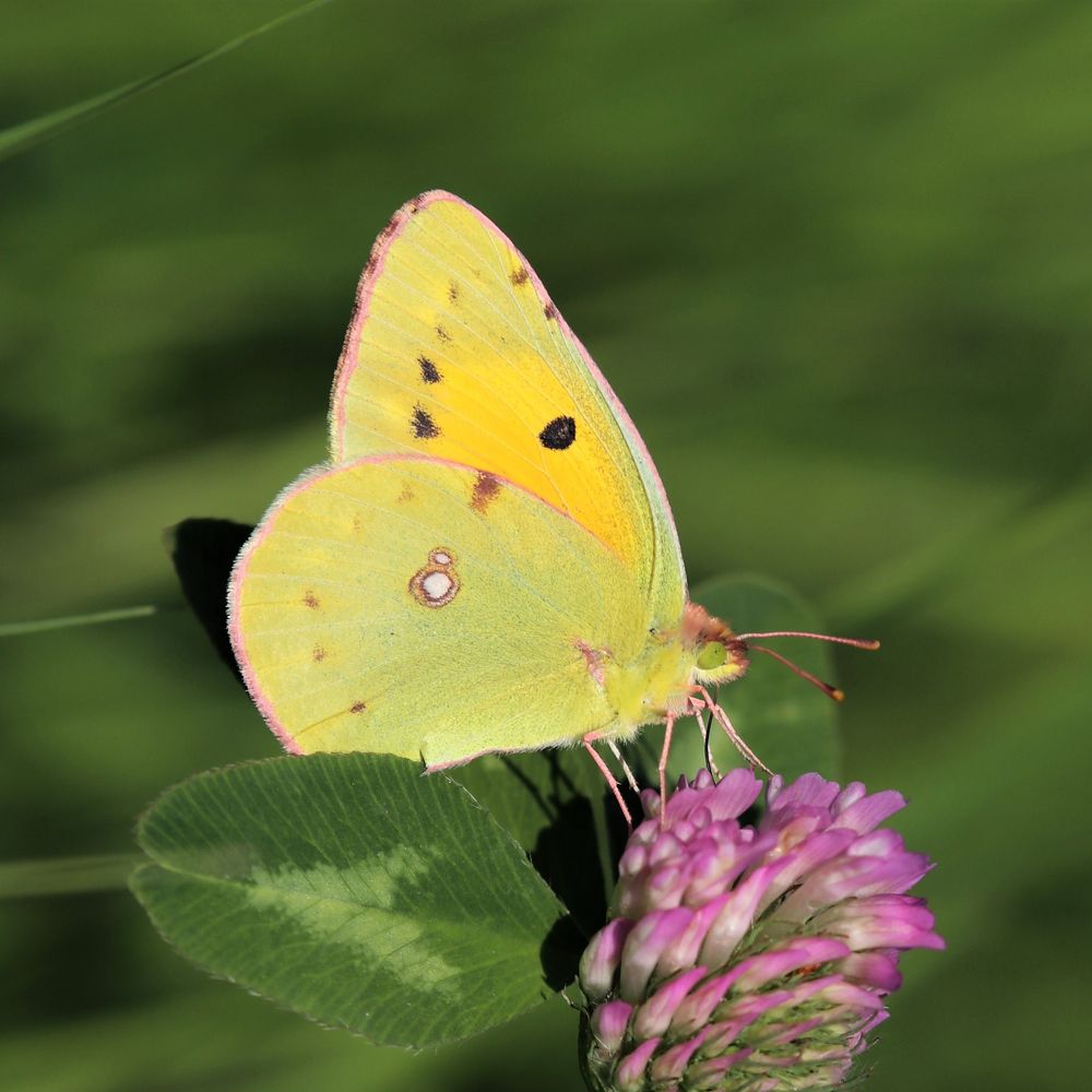 Postillion Foto & Bild | tiere, wildlife, schmetterlinge Bilder auf ...