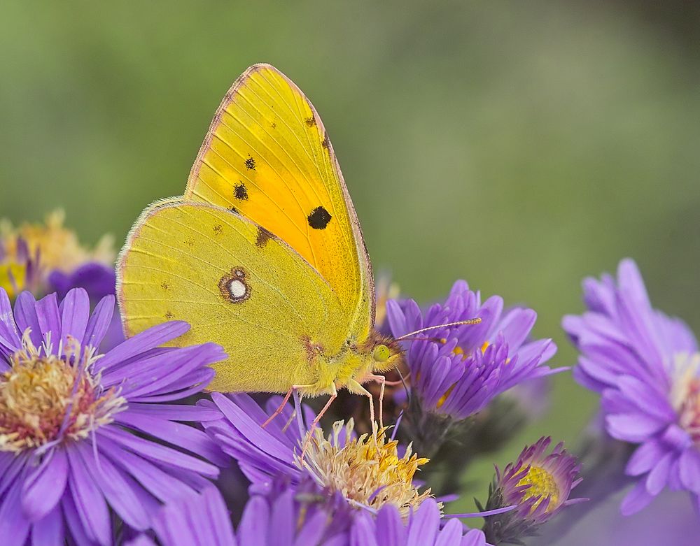 Postillion Foto & Bild | natur, insekten, tiere Bilder auf fotocommunity