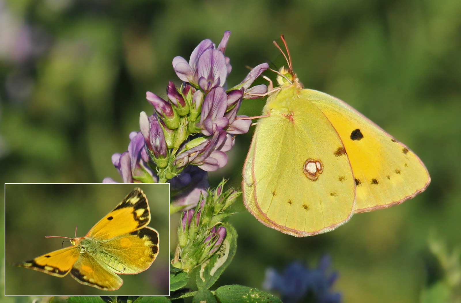 Postillion Foto & Bild | natur, insekten, tiere Bilder auf fotocommunity
